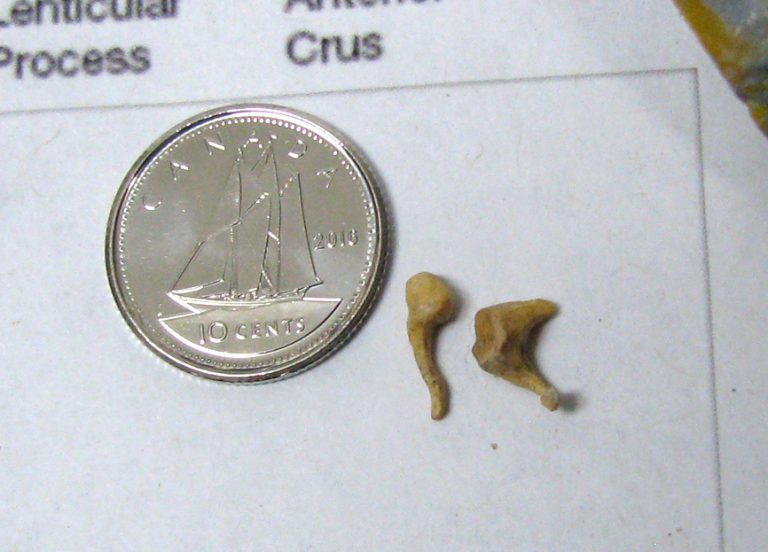 Writing sound with a human ear: reconstructing Bell and Blake’s 1874 ...