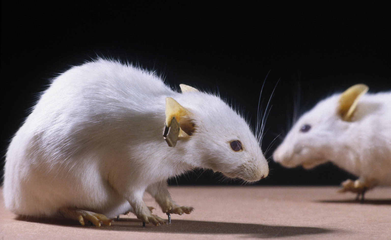 Festschrift: of mice and myths: challenges and opportunities of ...