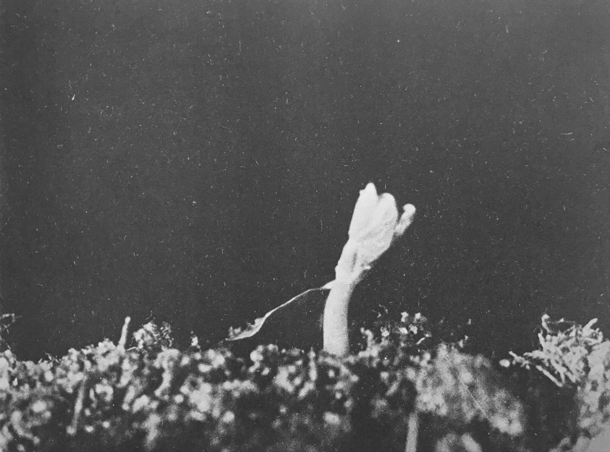 Tinkering with nature: craft, domesticity and female labour in F Percy ...